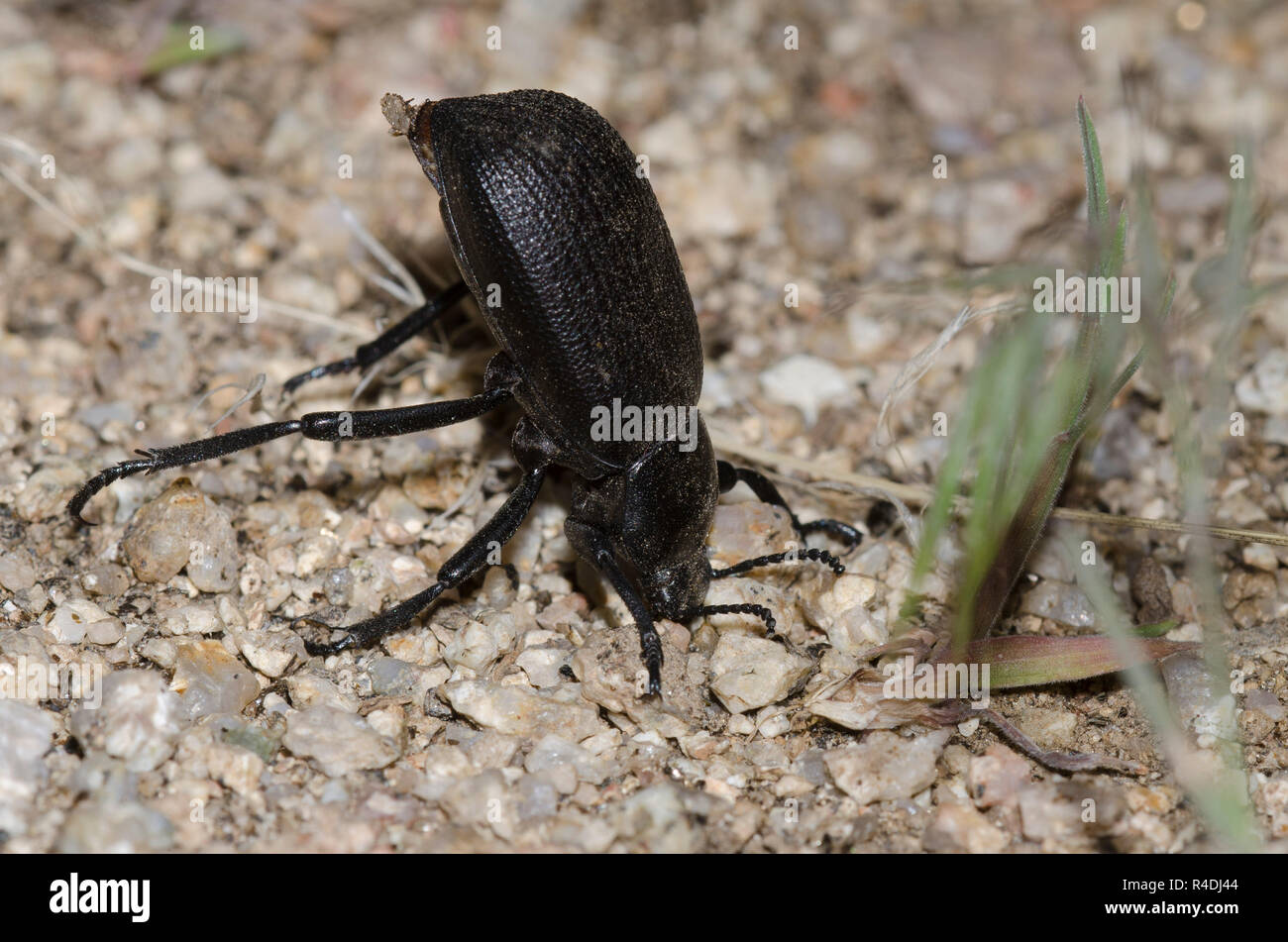 Beetle tenebrionidae hi-res stock photography and images - Alamy