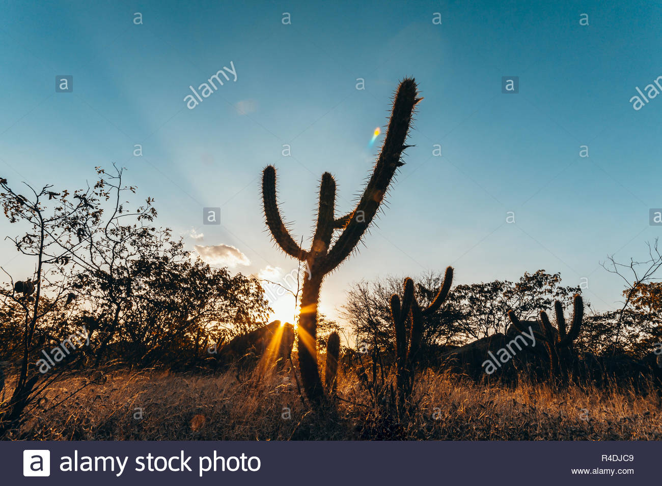 Caatinga Brazil Stock Photos & Caatinga Brazil Stock Images - Alamy