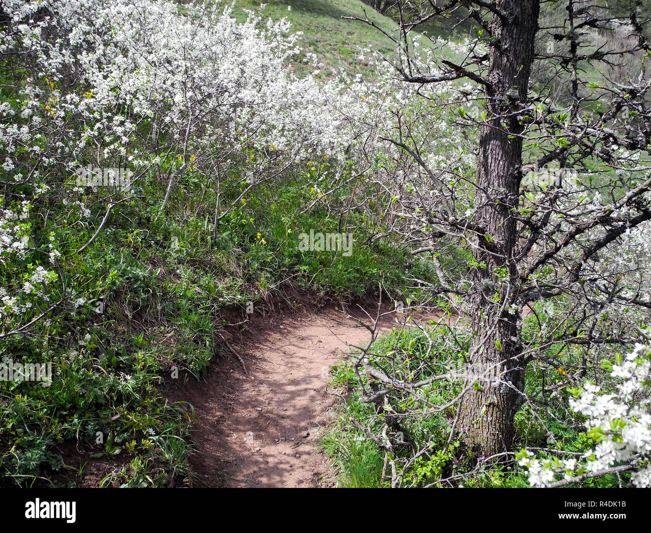 Mountain turn trails with flowering shrubs in spring Stock Photo - Alamy