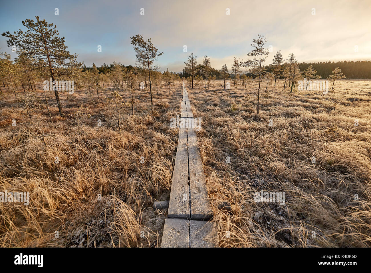 Swamp bog wetland boardwalk hi-res stock photography and images - Alamy