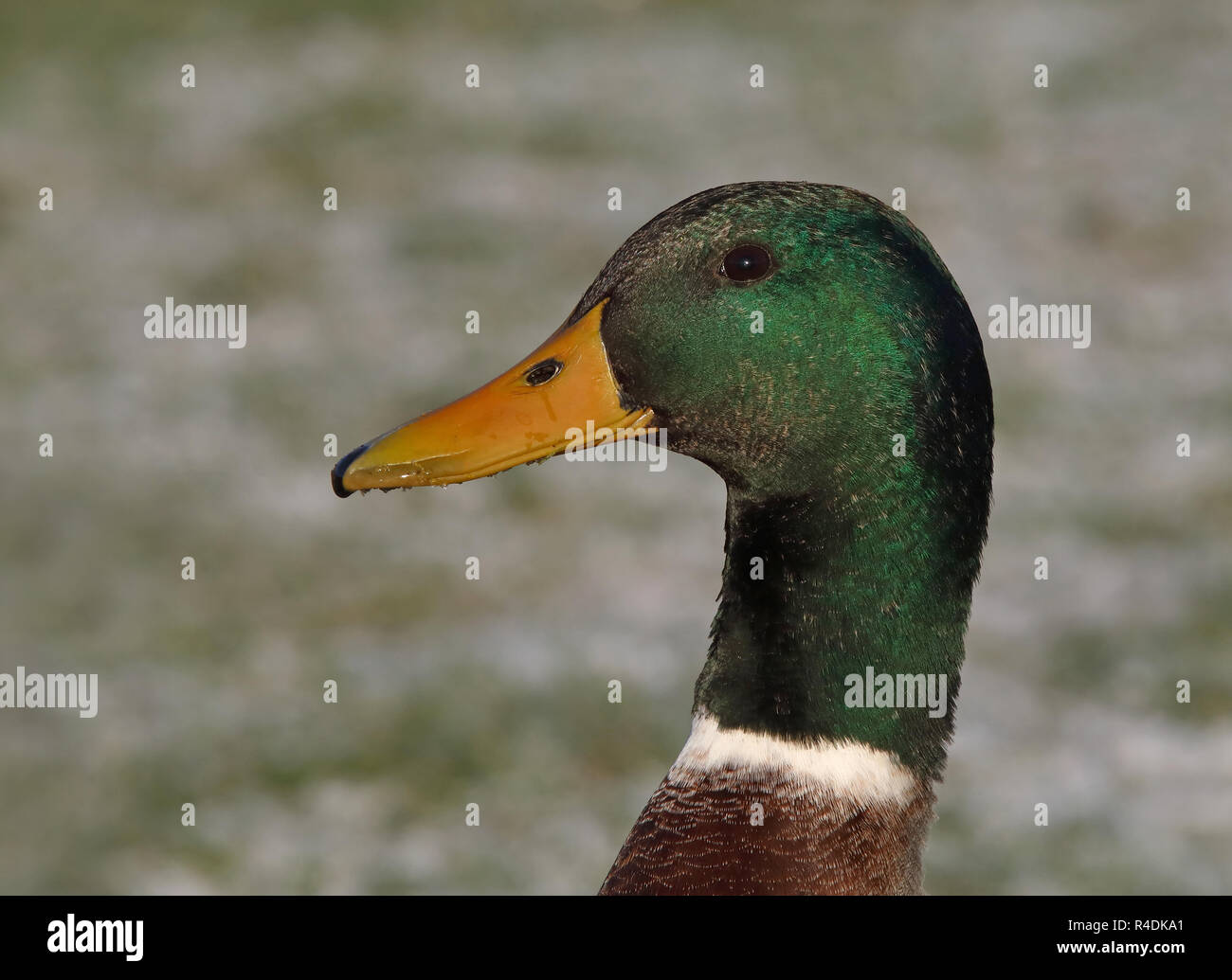Mallard duck head hi-res stock photography and images - Alamy