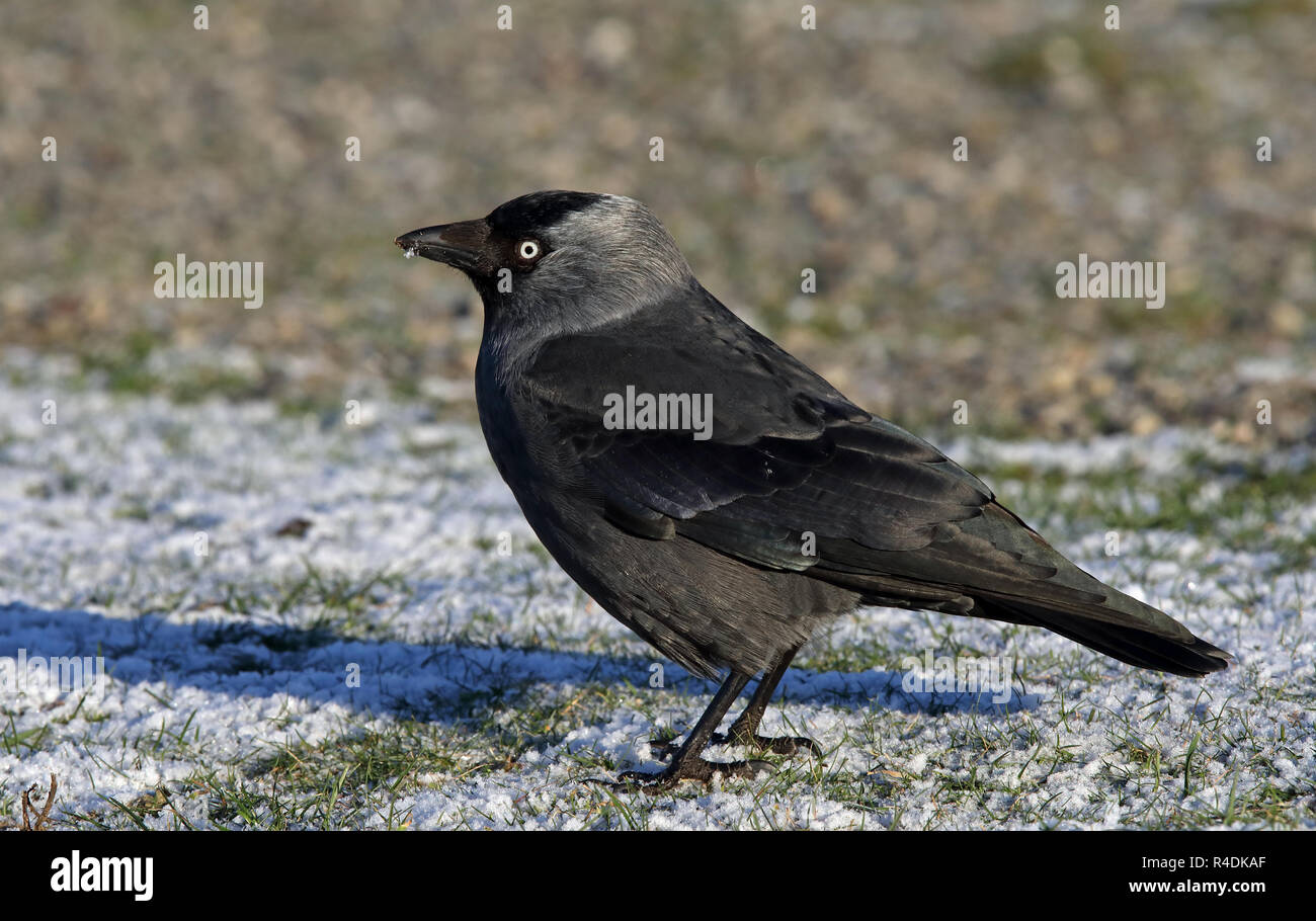 Western jackdaw, Coloeus monedula standing on ground Stock Photo - Alamy