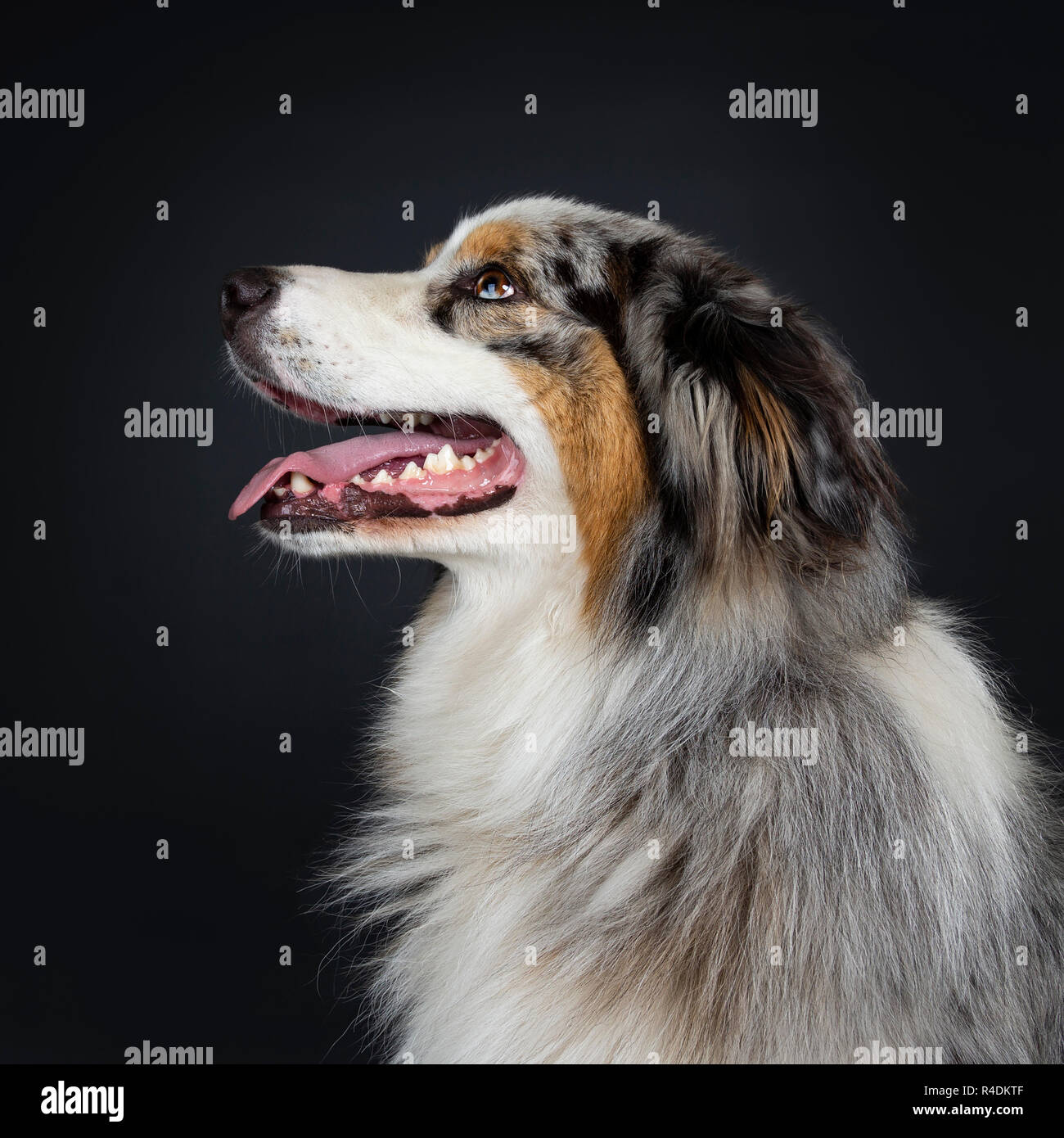 Head shot of beautiful adult Australian Shephard dog looking up en ...