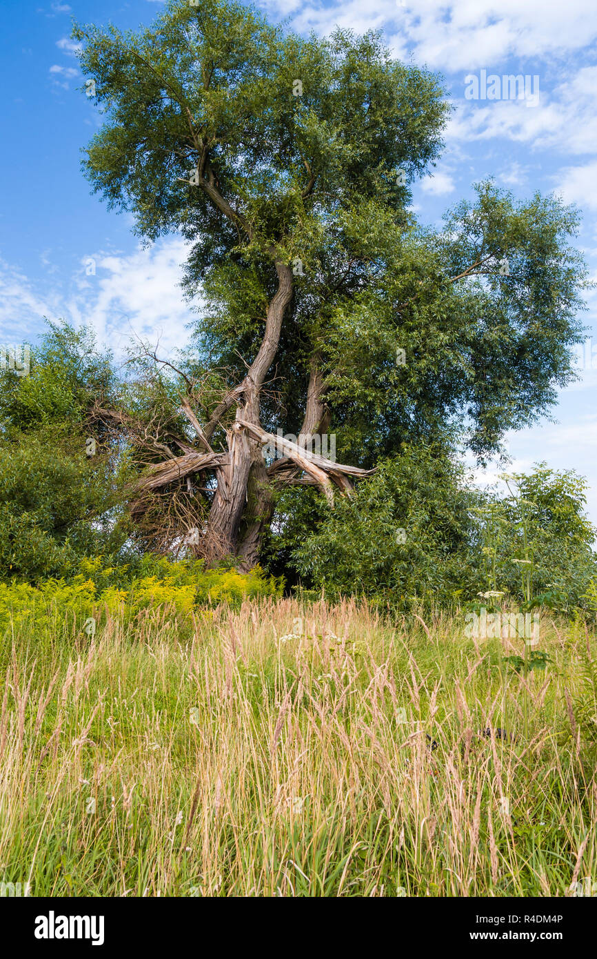 tree after lightning strikes Stock Photo - Alamy