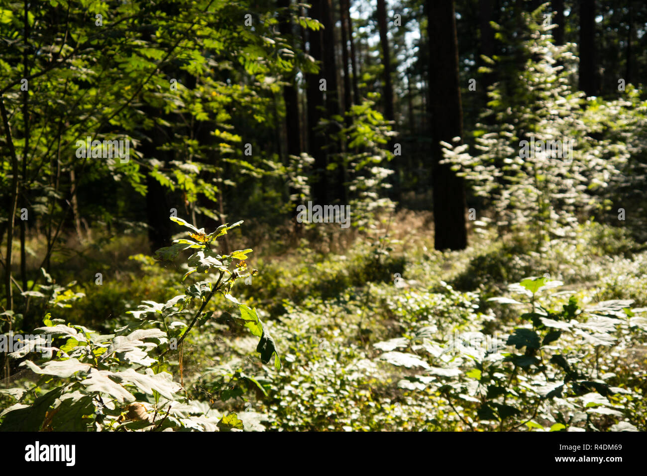 view into forest Stock Photo - Alamy