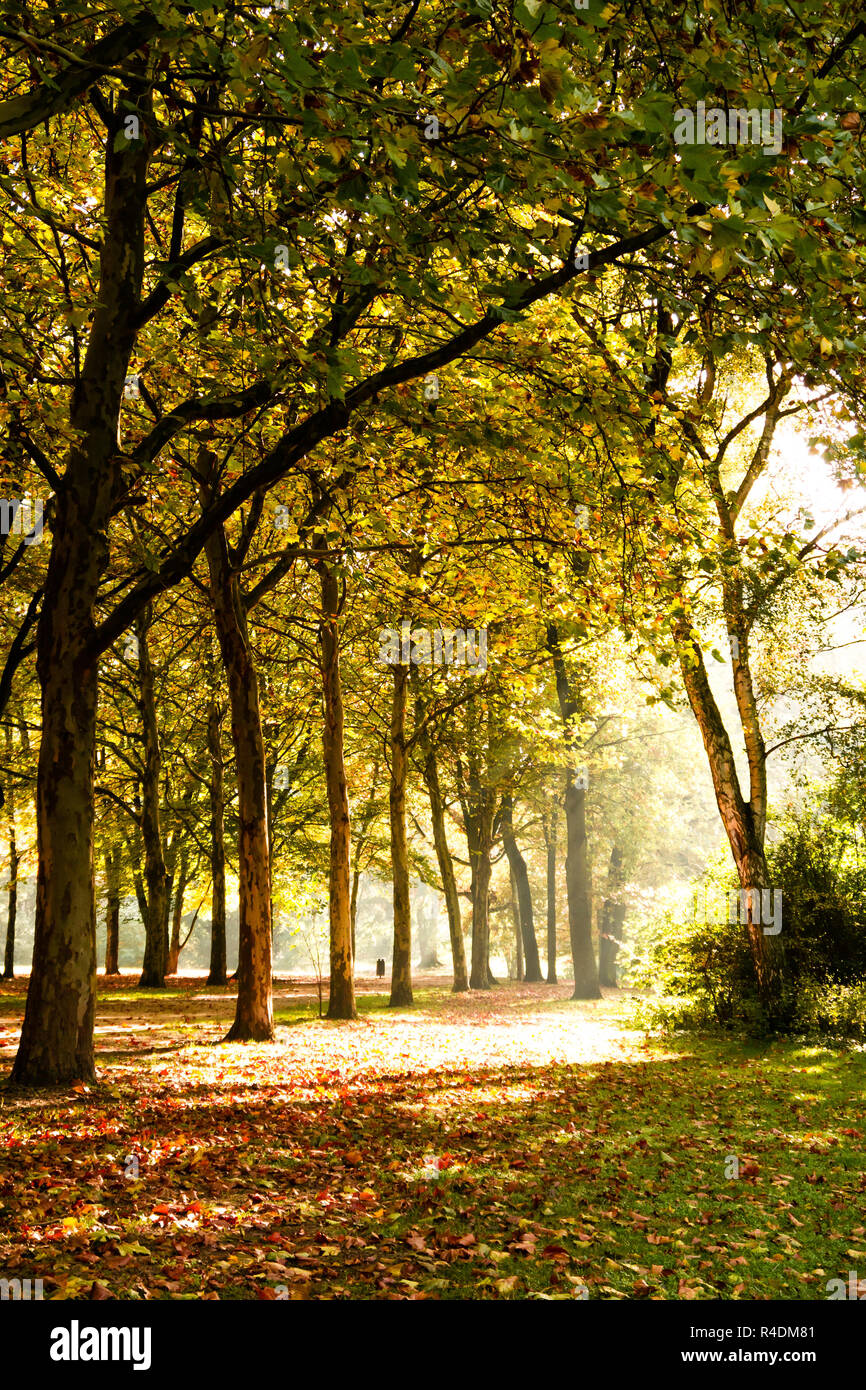 trees in sunlight Stock Photo - Alamy