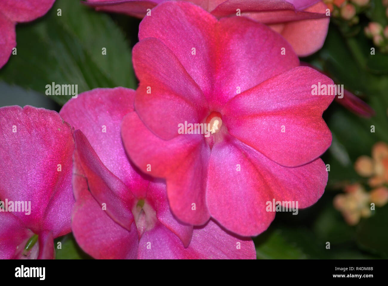 Impatiens or Busy Lizzie flowers Stock Photo - Alamy