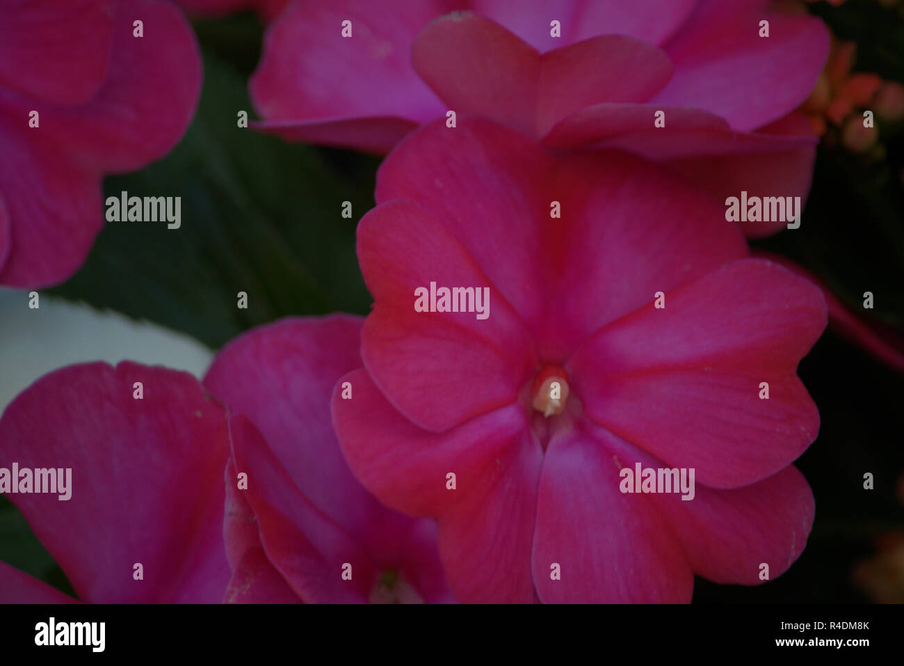 Impatiens or Busy Lizzie flowers Stock Photo - Alamy