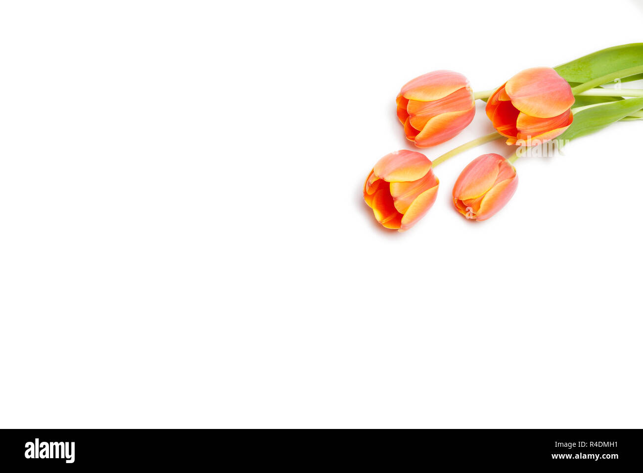 Tulips daffodils bloom flower Cut Out Stock Images & Pictures - Alamy