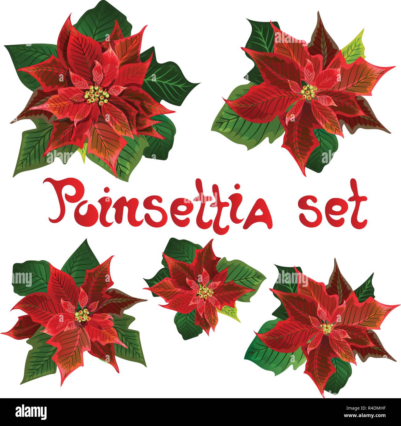 Red poinsettia vector flowers set. Christmas symbols illustration ...
