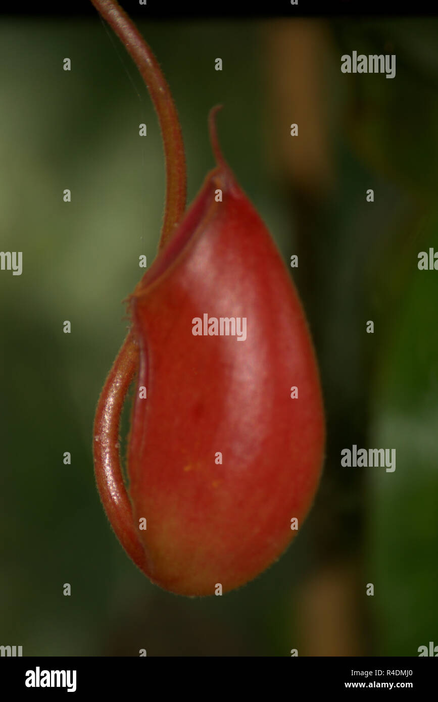 Pitcher plant, insectivorous plant Stock Photo - Alamy