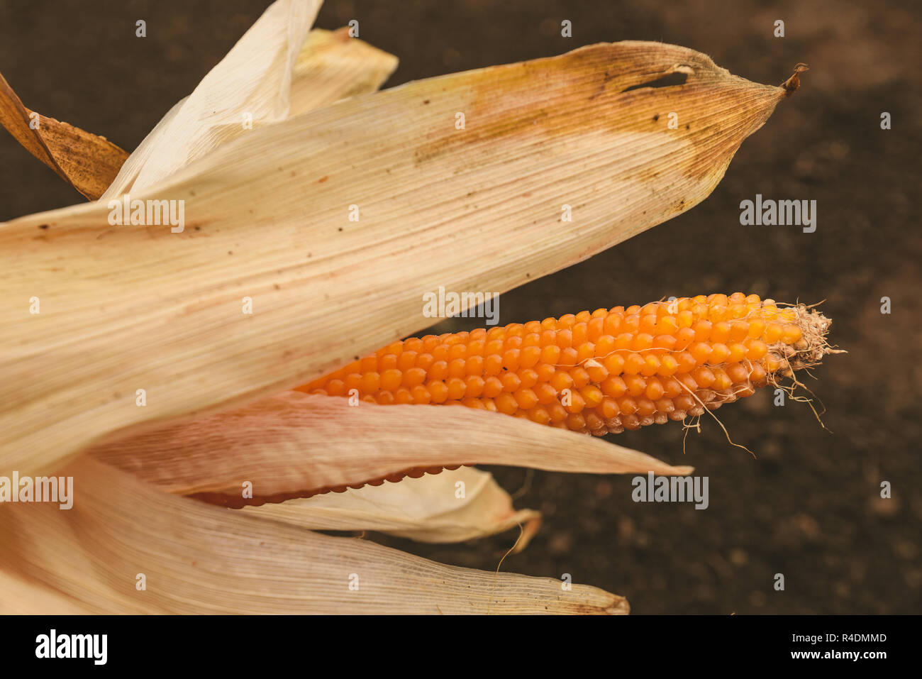 Popcorn cob in cultivated field is ready for harvesting Stock Photo - Alamy