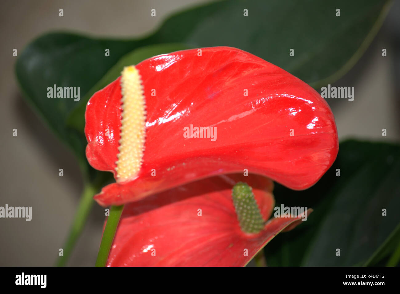 Red spathiphyllum flower or spathe Stock Photo - Alamy