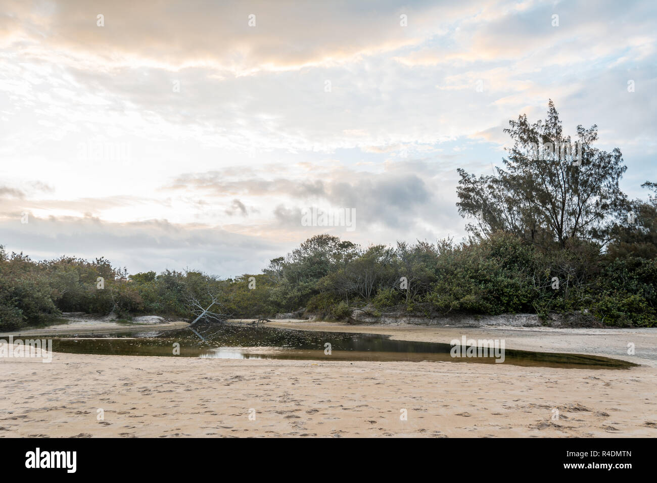 Campeche tree hi-res stock photography and images - Alamy