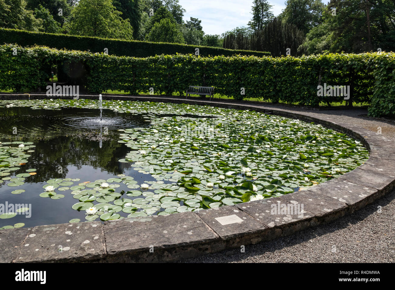 Lily pond at Levens Hall & Gardens, Cumbria, English Lake District, UK ...