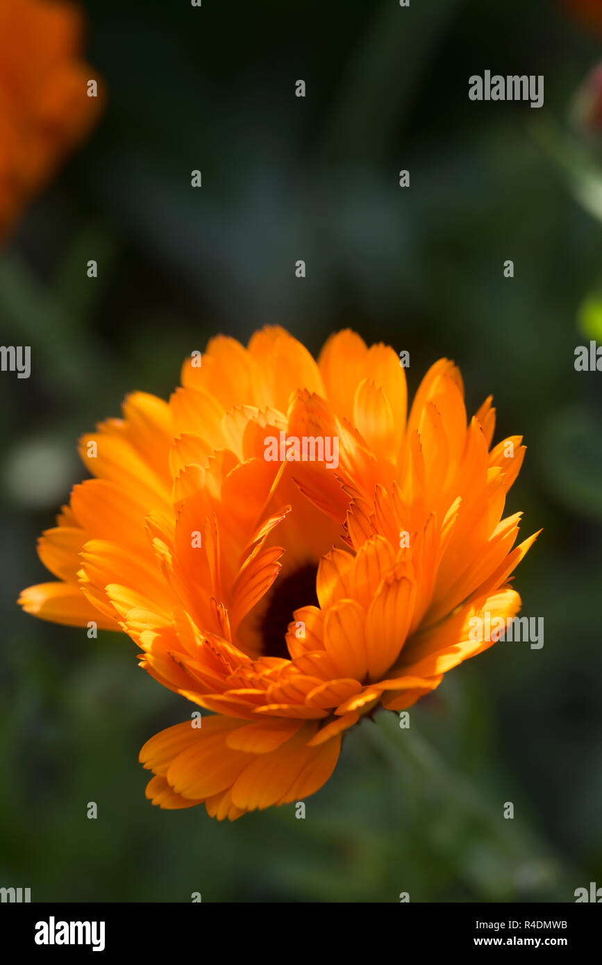 Calendula in cut flower bed Stock Photo - Alamy