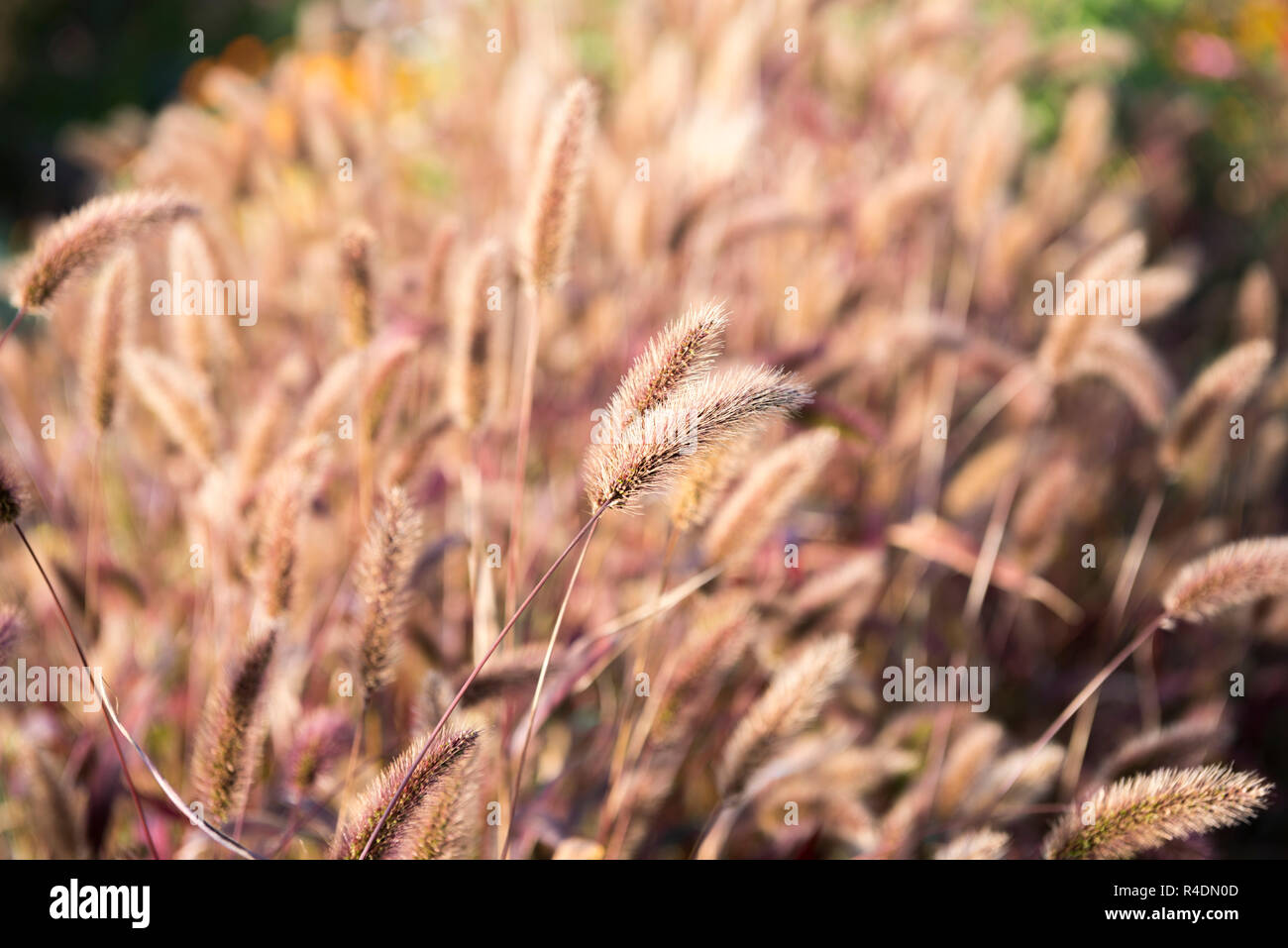 Setaria seed hi-res stock photography and images - Alamy