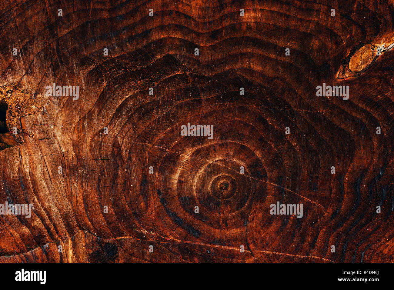 Tree trunk cross section pattern texture as natural background Stock ...