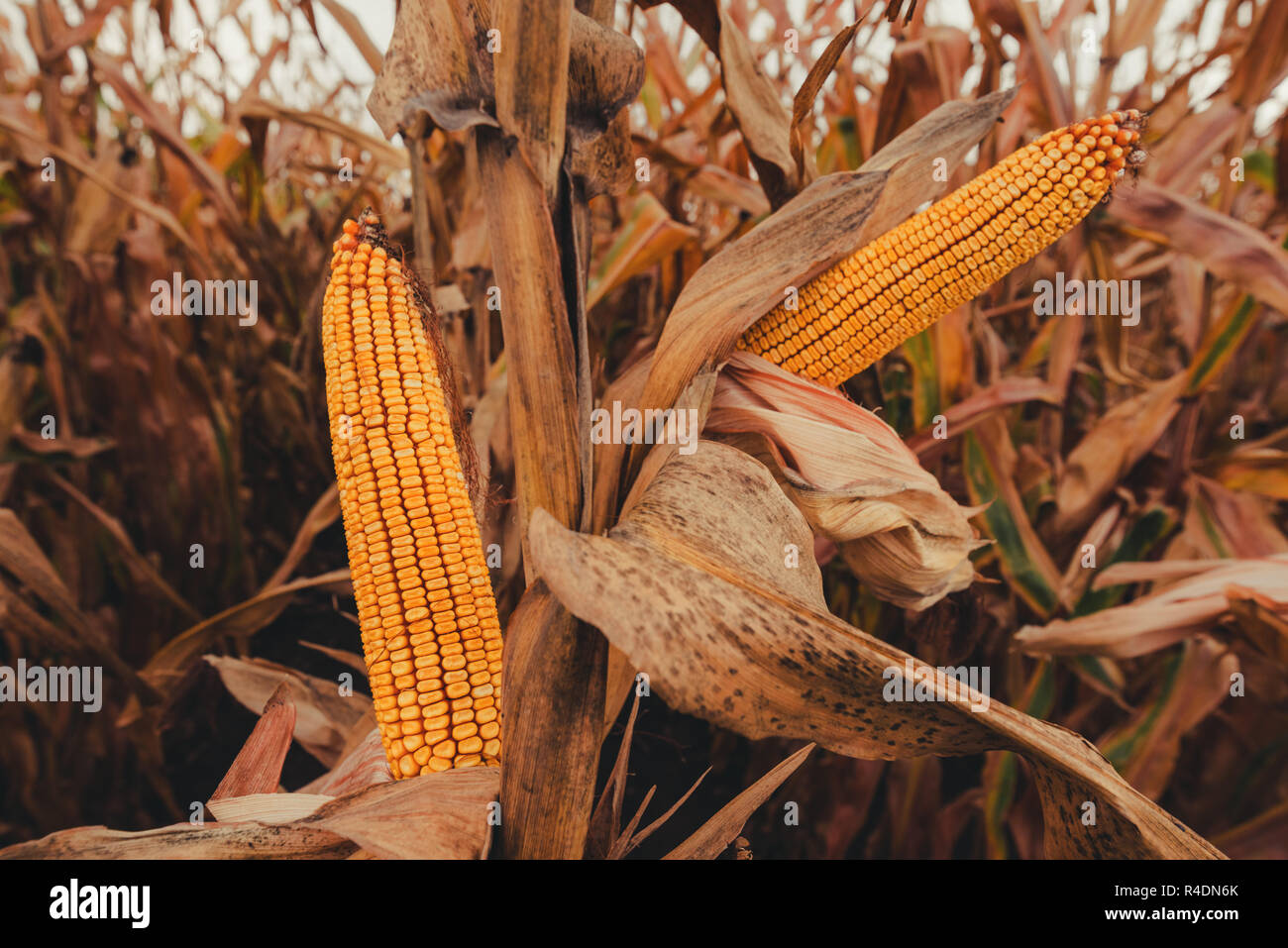 Two ears of corn on same stalk in cultivated field Stock Photo - Alamy