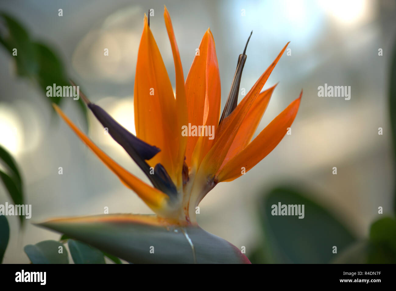 Heliconia psittacorum or Parrot Plant Stock Photo - Alamy
