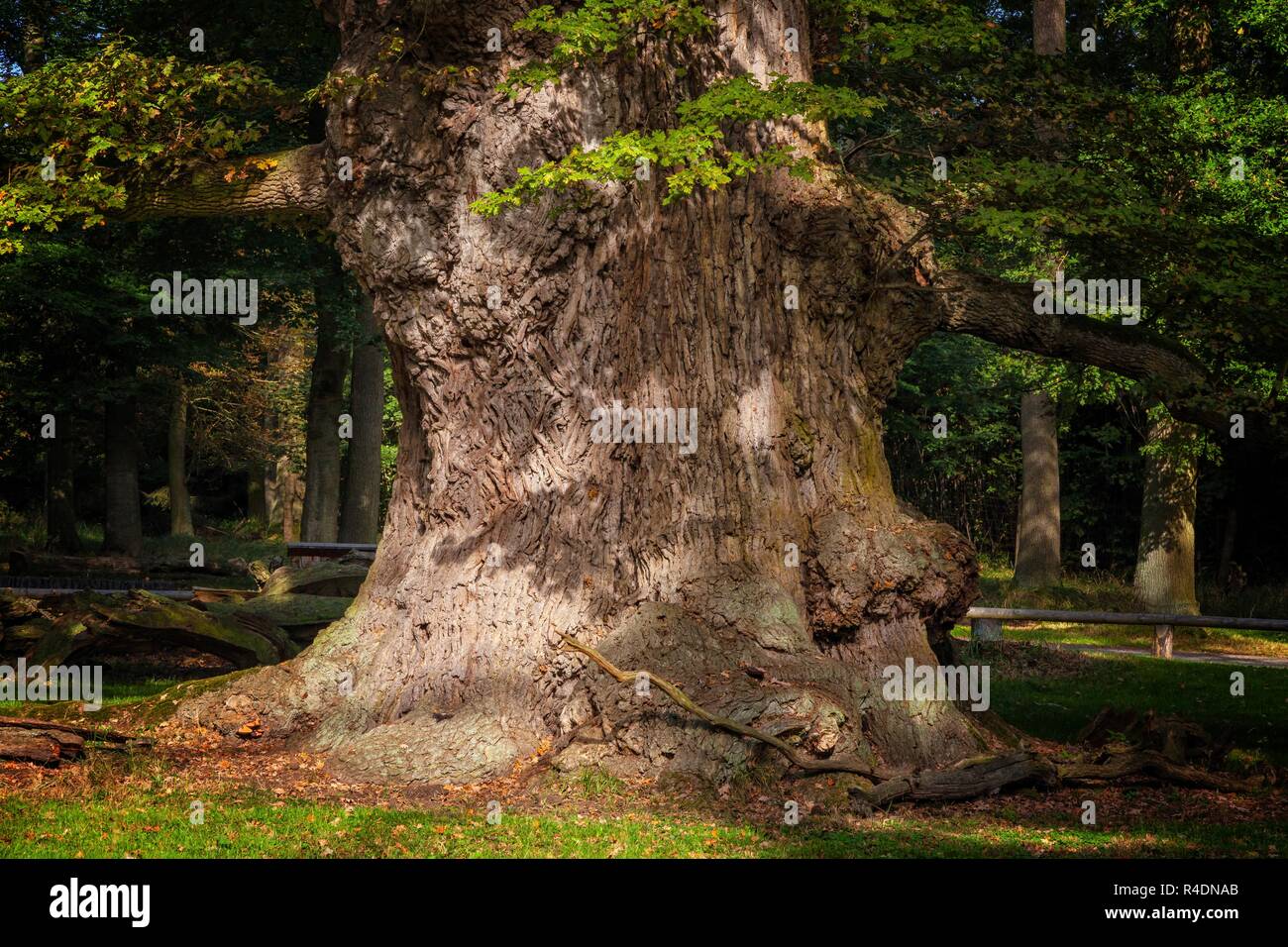 Giant oak tree in a garden landscape Stock Photo - Alamy