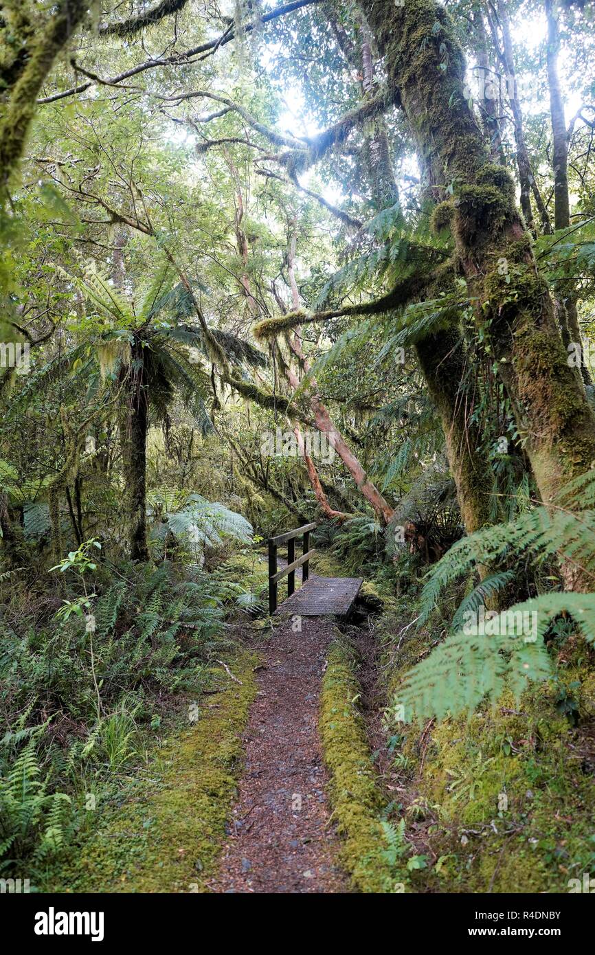 Temperate forest plant plants hi-res stock photography and images - Alamy