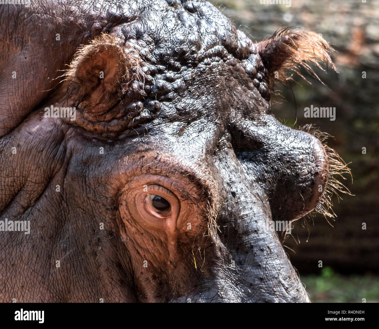 Hippo eye hi-res stock photography and images - Alamy