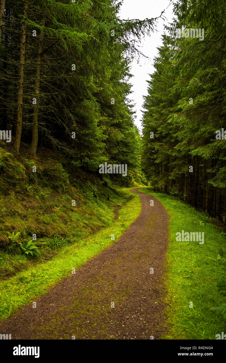 Narrow Gravel Path Through Conifer Forest in Scotland Stock Photo - Alamy