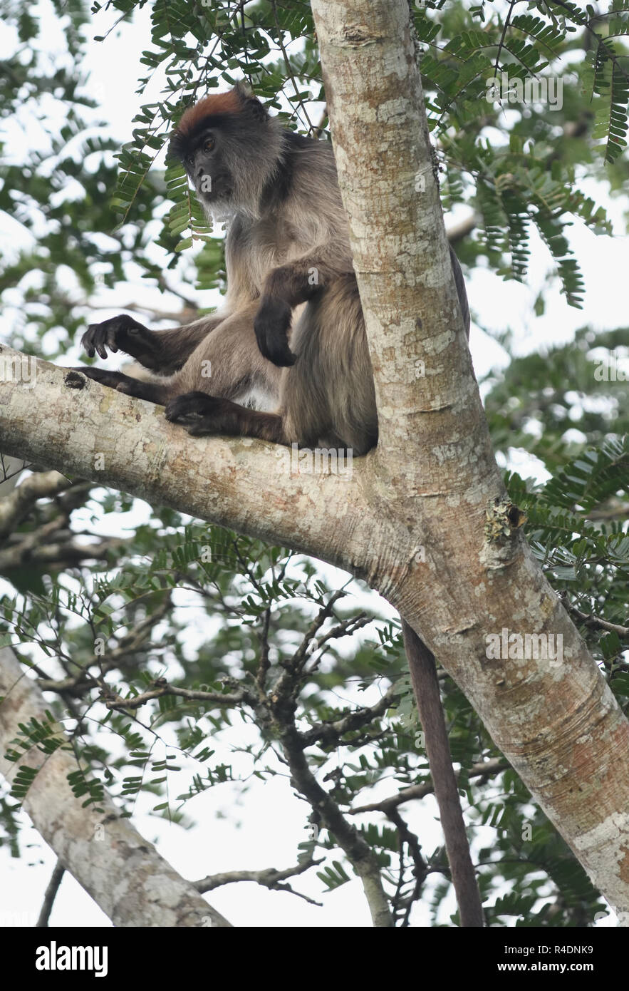 A central African red colobus (Piliocolobus oustaleti) relaxes on a ...