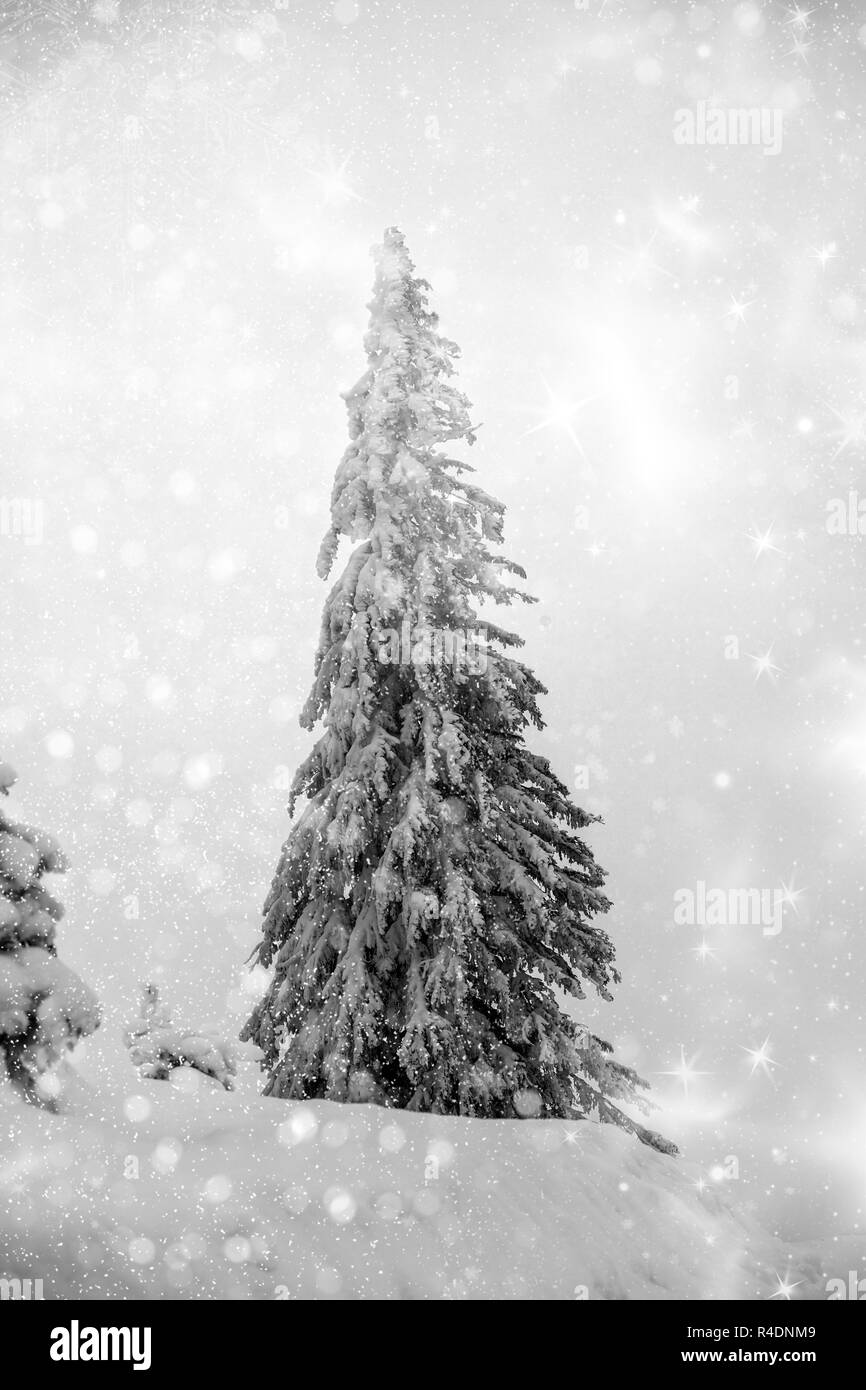 Pine tree nature in Black and White Stock Photos & Images - Alamy