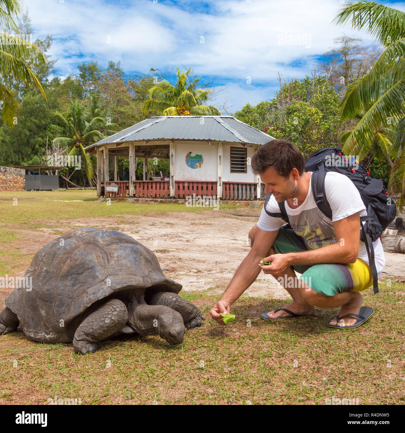 Tourist feeding Aldabra giant tortoises on Curieuse island, Seychelles ...