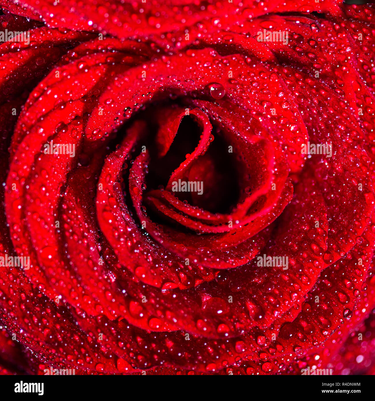 Perfect bouquet of red roses, love and romance concept Stock Photo - Alamy