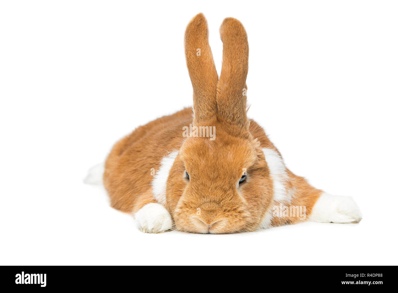 Beautiful domestic rabbit Stock Photo - Alamy