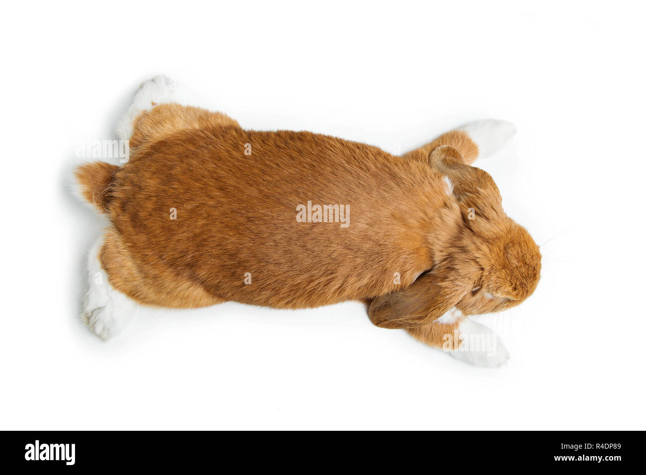 Live adult rabbit hi-res stock photography and images - Alamy
