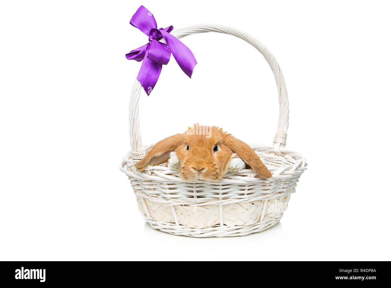 Beautiful domestic rabbit in basket Stock Photo - Alamy