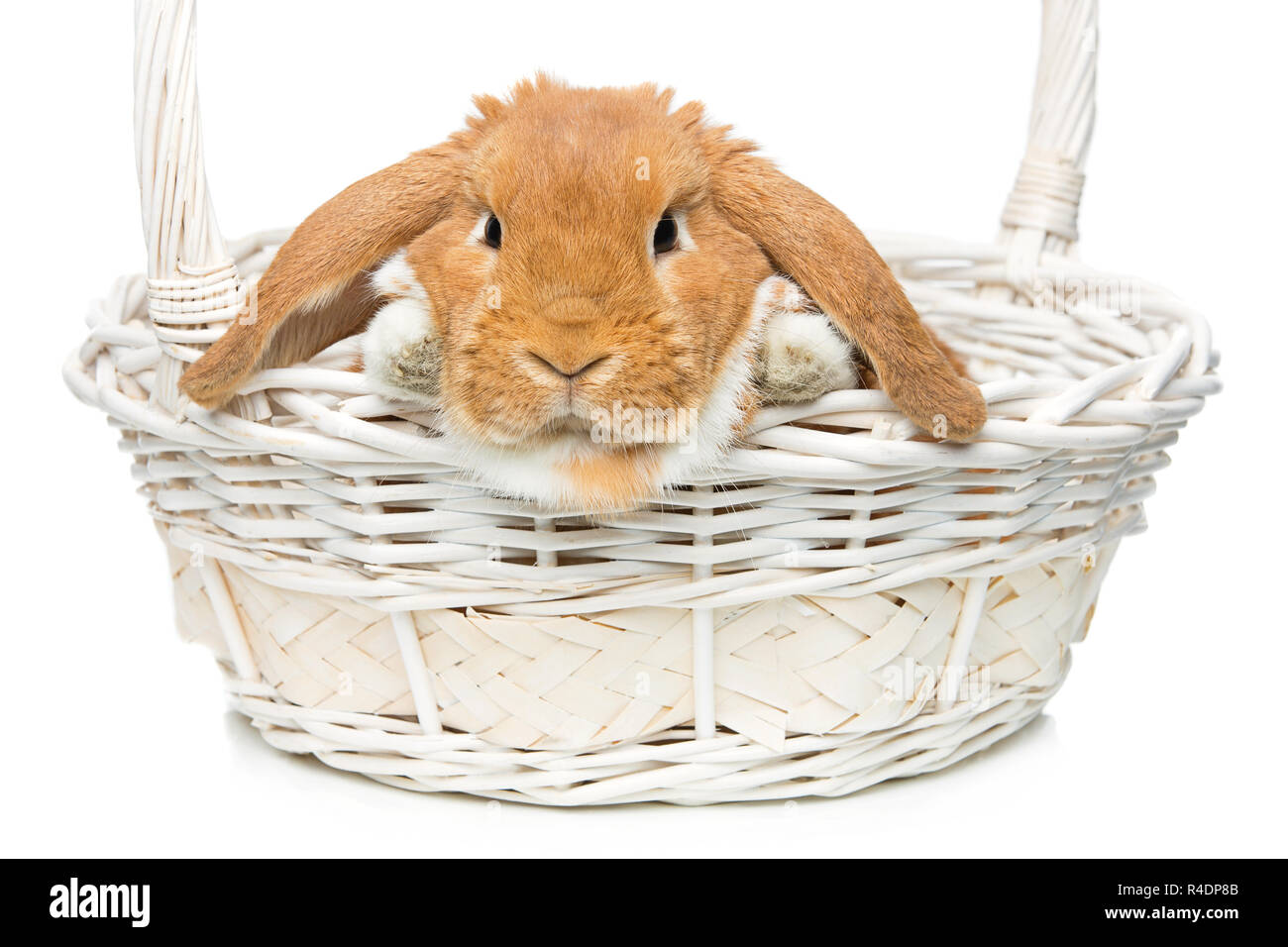 Beautiful domestic rabbit in basket Stock Photo - Alamy