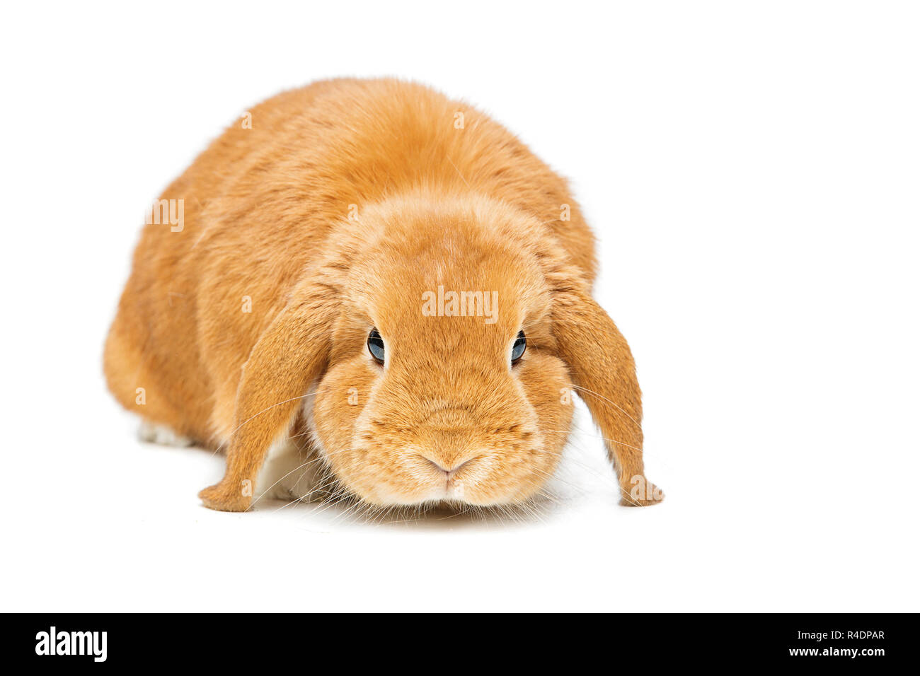 Live adult rabbit hi-res stock photography and images - Alamy