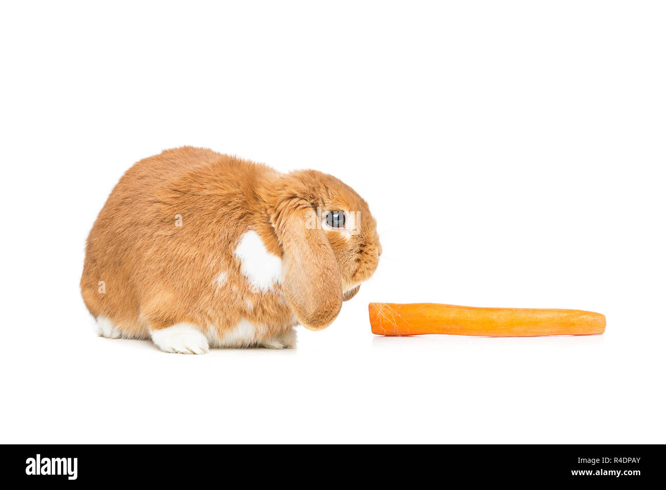 Beautiful domestic rabbit Stock Photo - Alamy