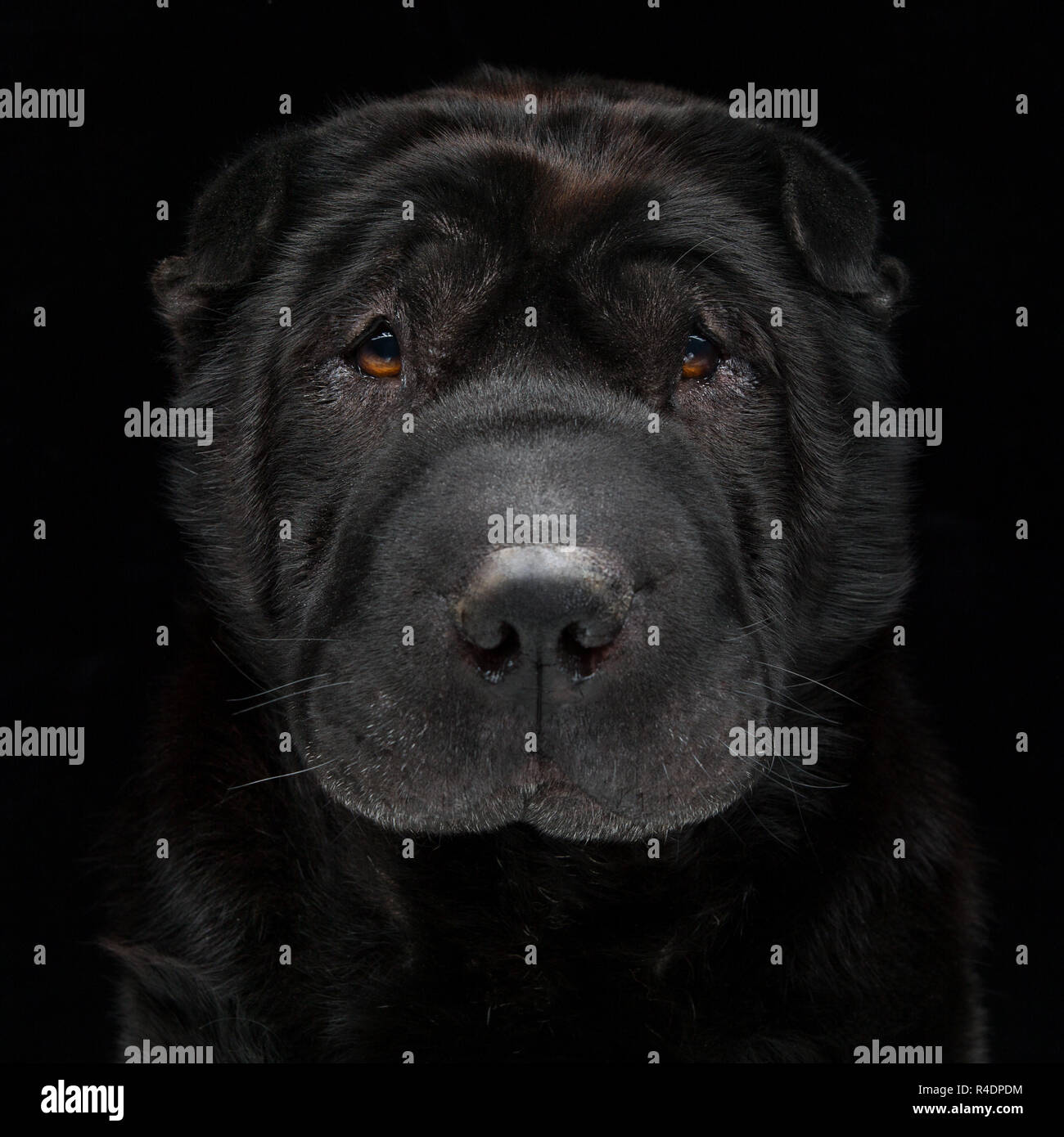 Shar pei eyes hi-res stock photography and images - Alamy