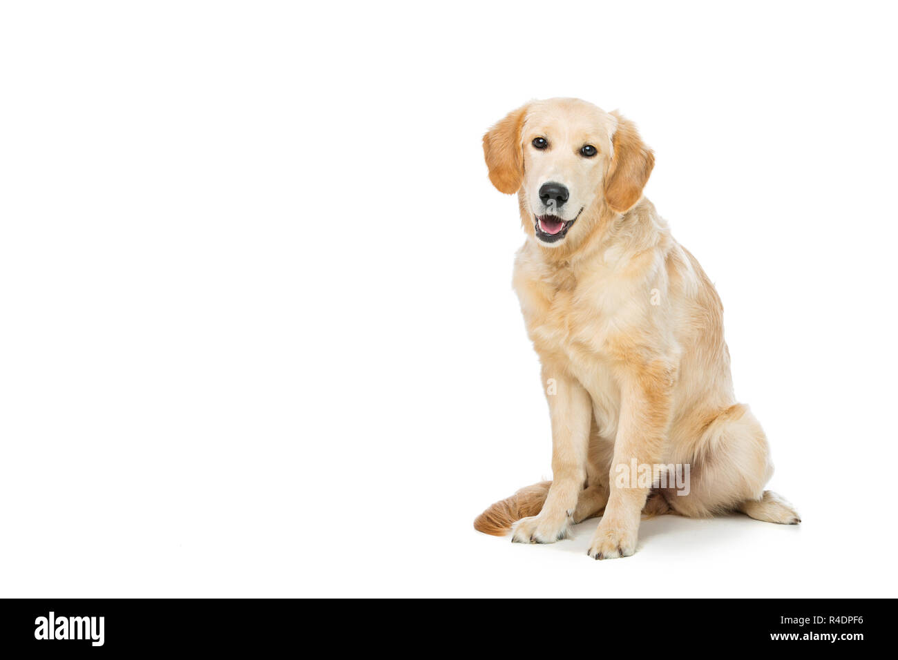 Labrador laugh Cut Out Stock Images & Pictures - Alamy