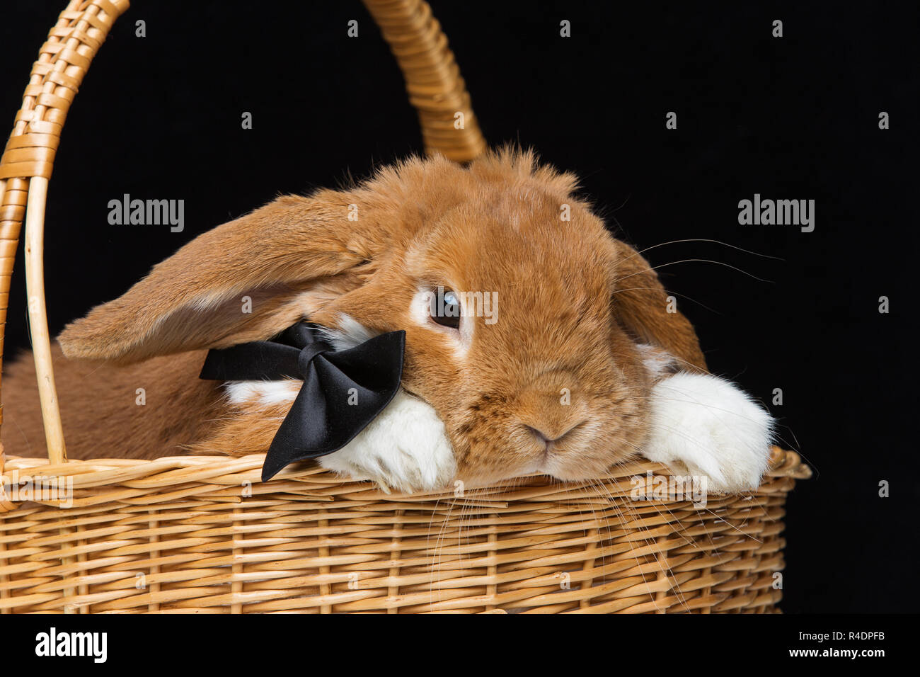 Live adult rabbit hi-res stock photography and images - Alamy