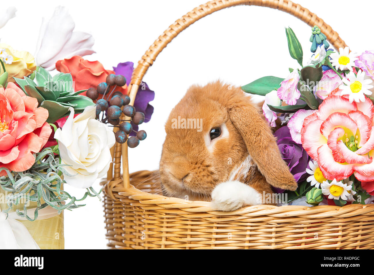 Beautiful domestic rabbit Stock Photo - Alamy