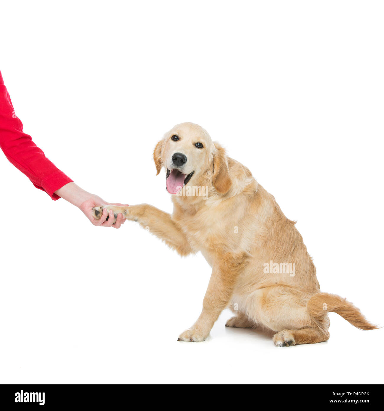 Labrador laugh Cut Out Stock Images & Pictures - Alamy