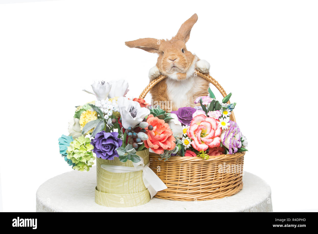 Rabbit clean adult hi-res stock photography and images - Alamy