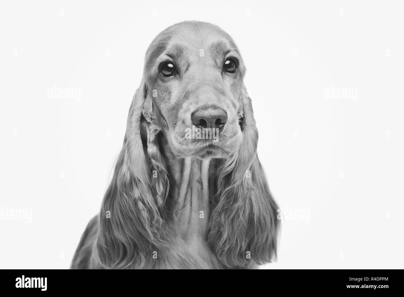 Cocker spaniel dog head Black and White Stock Photos & Images - Alamy