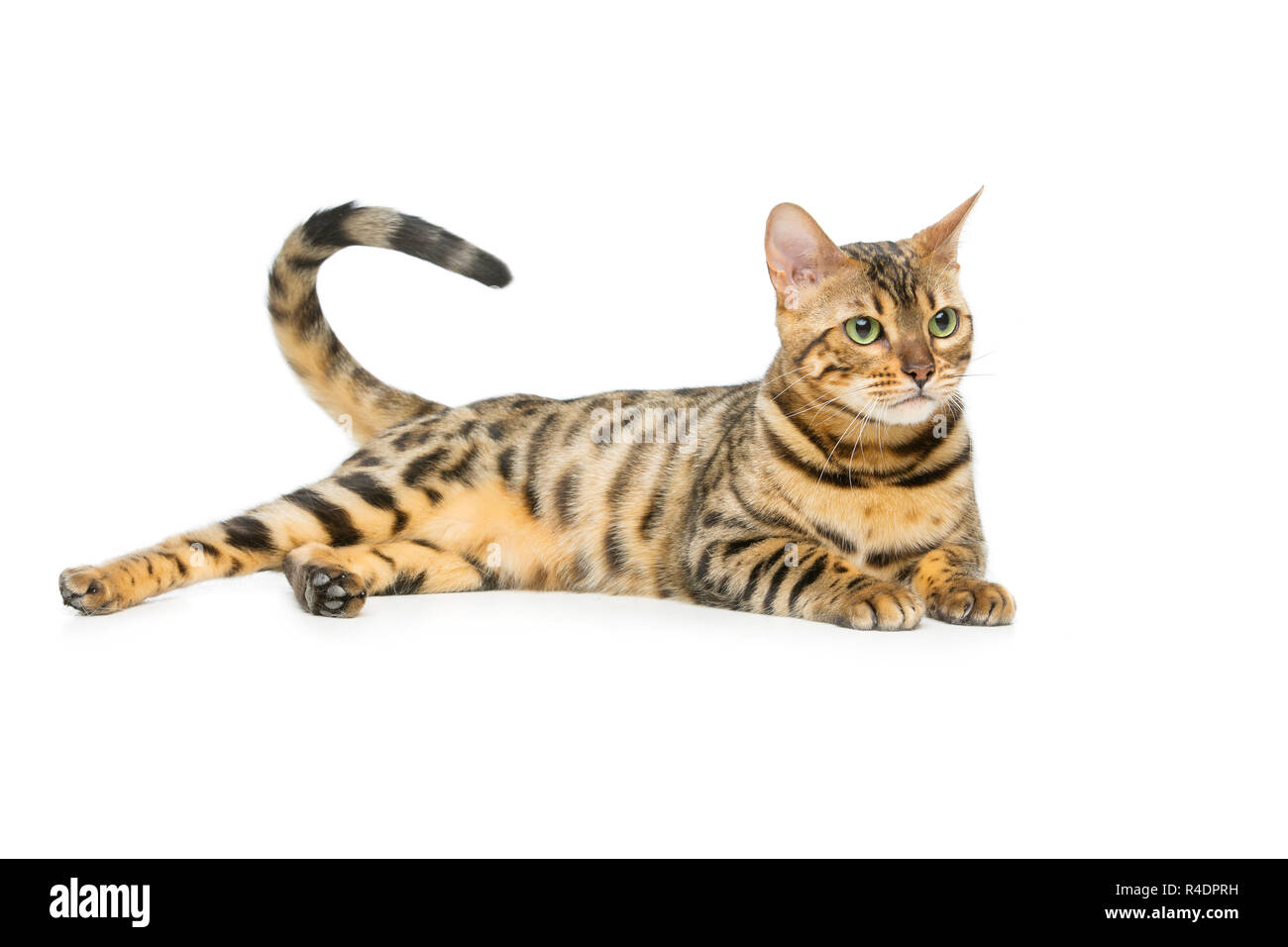 Adorable bengal cat sitting Cut Out Stock Images & Pictures - Alamy