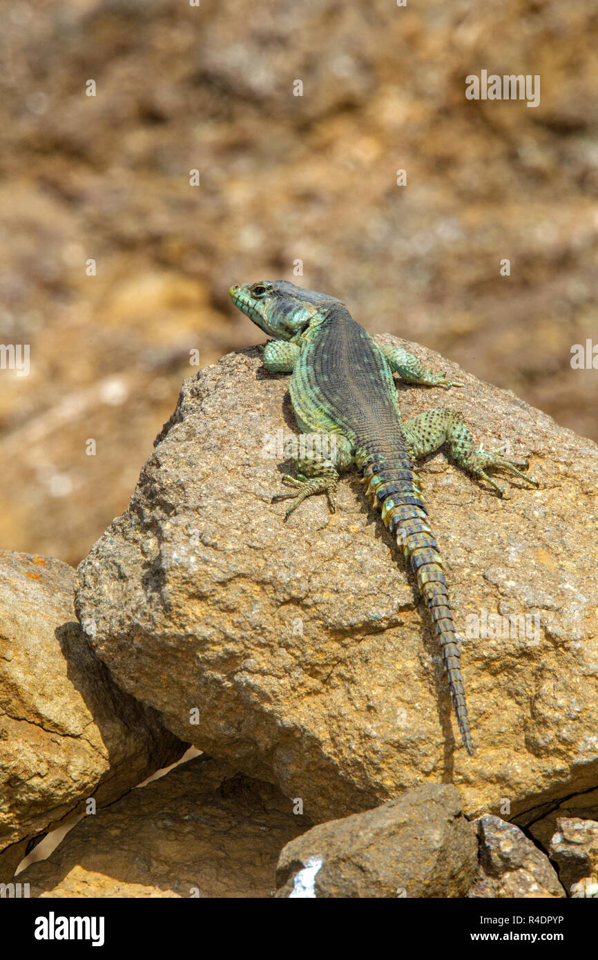 Crag lizard hi-res stock photography and images - Alamy