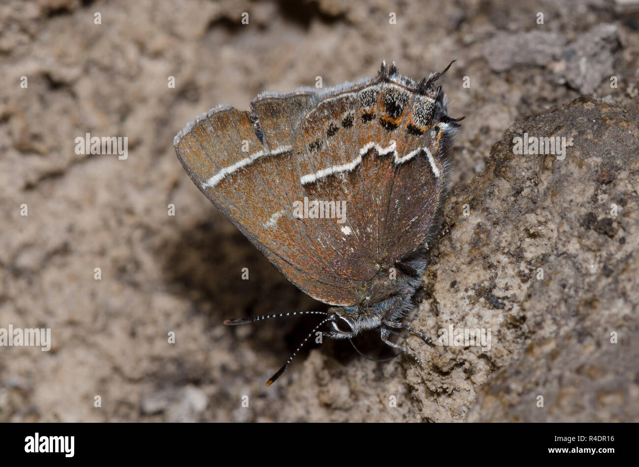 Callophrys spinetorum hi-res stock photography and images - Alamy