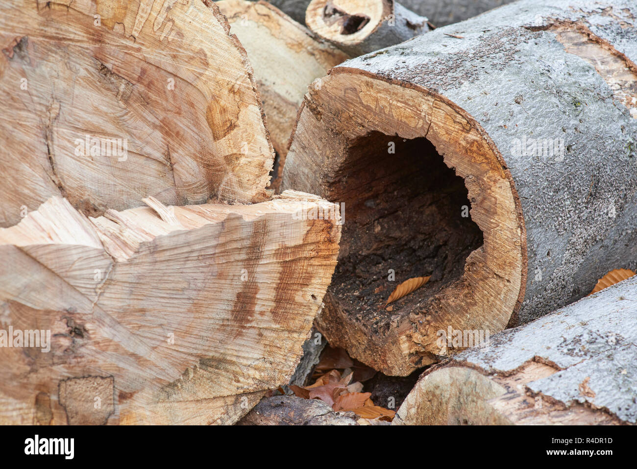 Lumber & logs after tree cutting at Hiram House Camp Stock Photo - Alamy