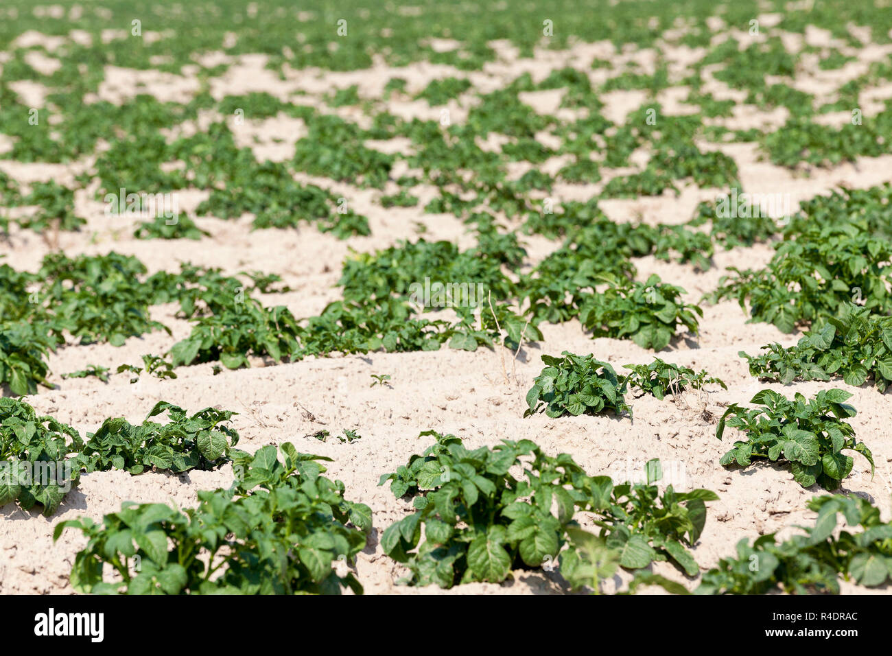 Agriculture, potato field Stock Photo - Alamy